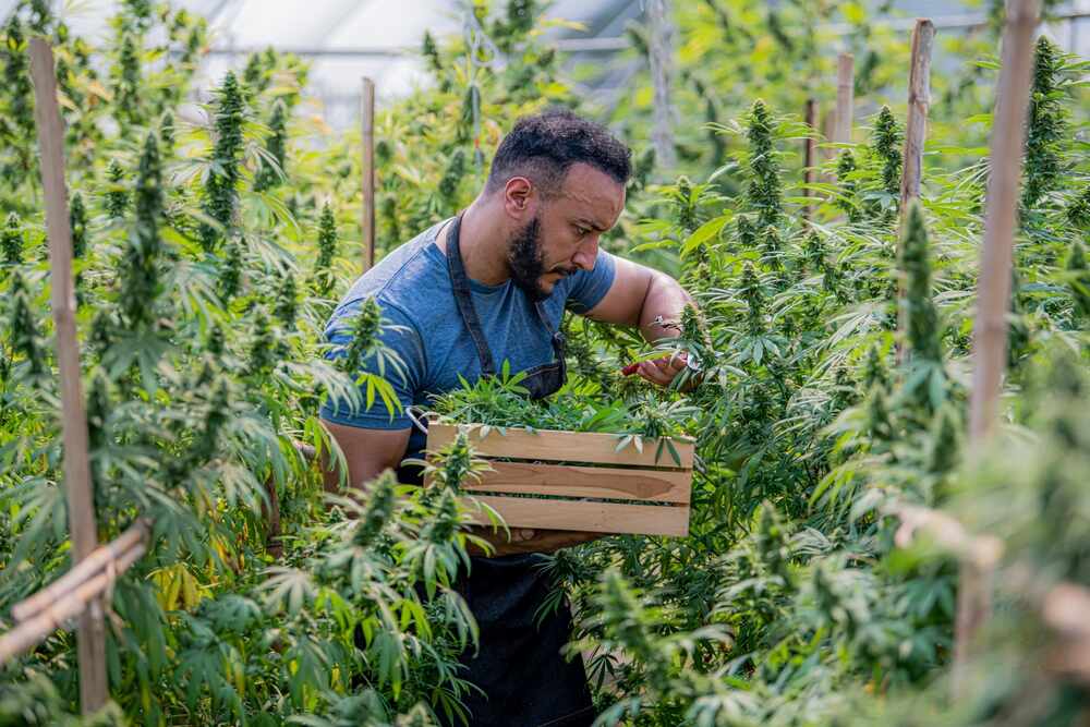 Weed Without High? Mouse Study Teases Relief | Health And Wealth Digest